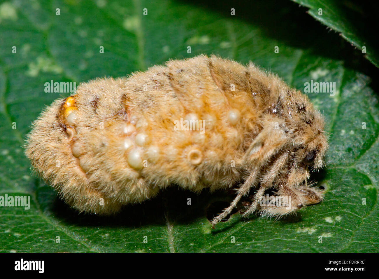 Common Vapourer High Resolution Stock Photography and Images - Alamy