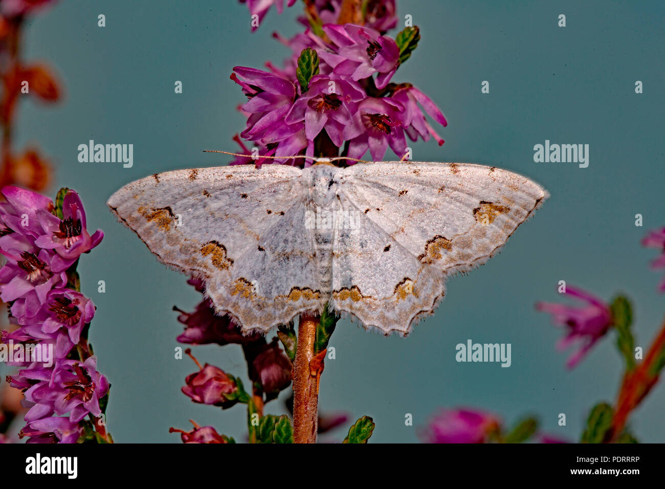lace border moth, Scopula ornata Stock Photo - Alamy