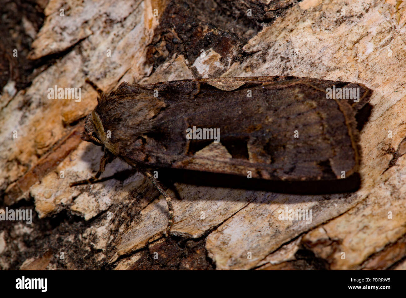 Xestia moth hi-res stock photography and images - Alamy