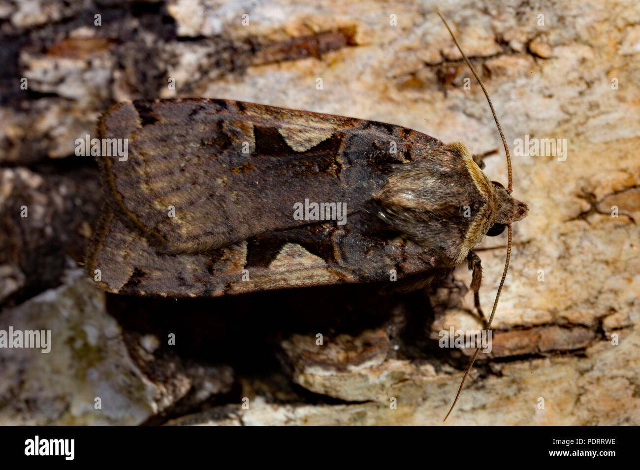 Character insect hi-res stock photography and images - Alamy