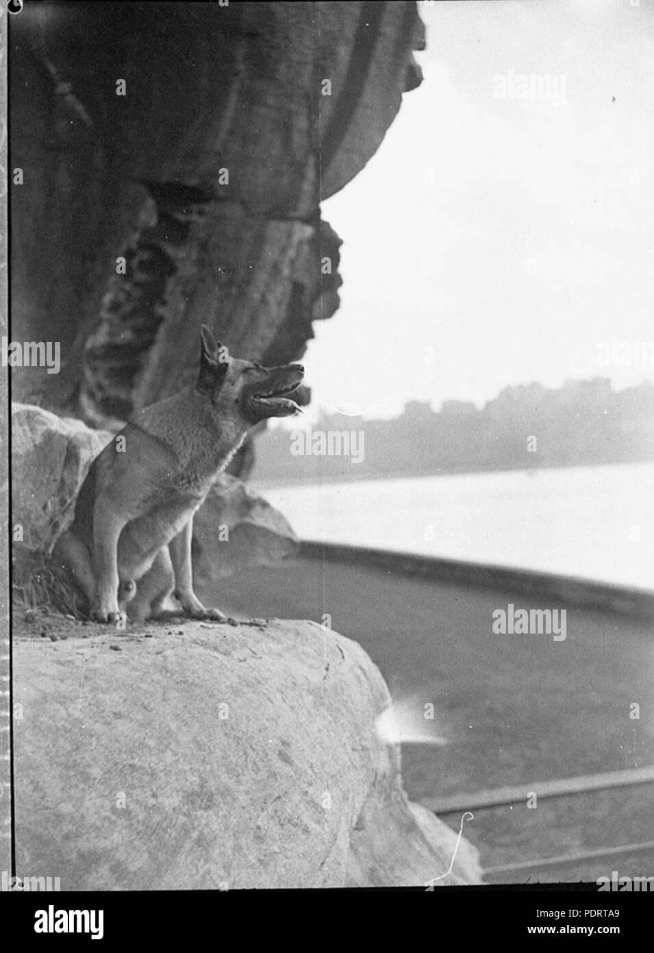 20th century dog breeds hi-res stock photography and images - Alamy