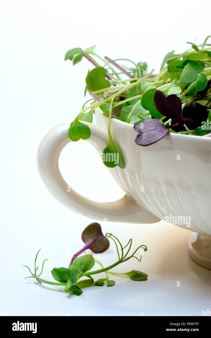 Micro leaves hi-res stock photography and images - Alamy