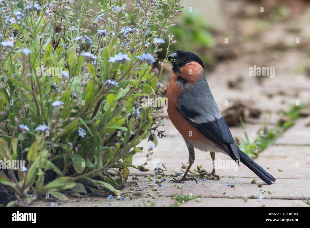 Male bullfinches hi-res stock photography and images - Alamy