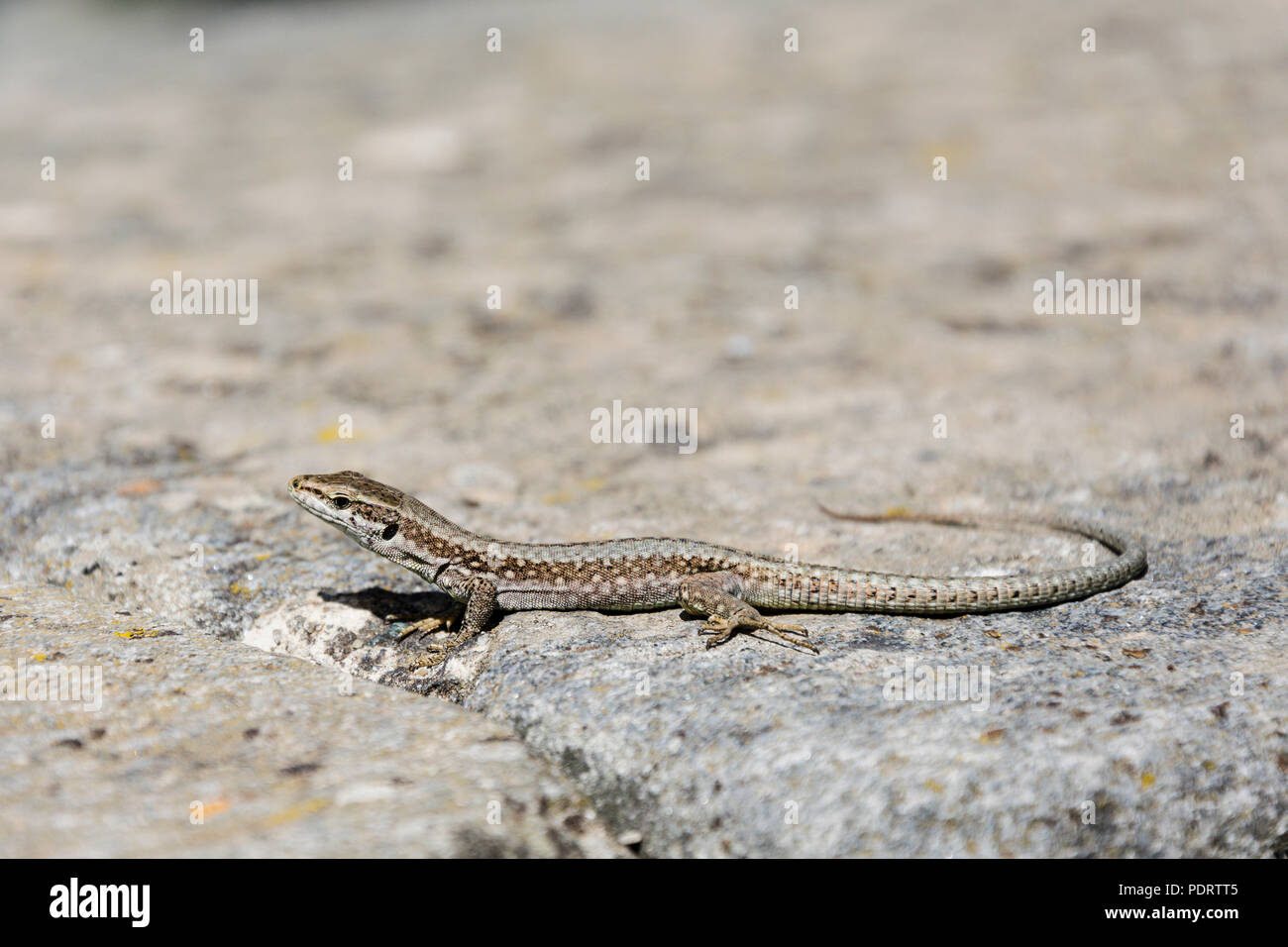 Common wall lizard, European wall lizard, Val Chisone, Piemont, Italy ...