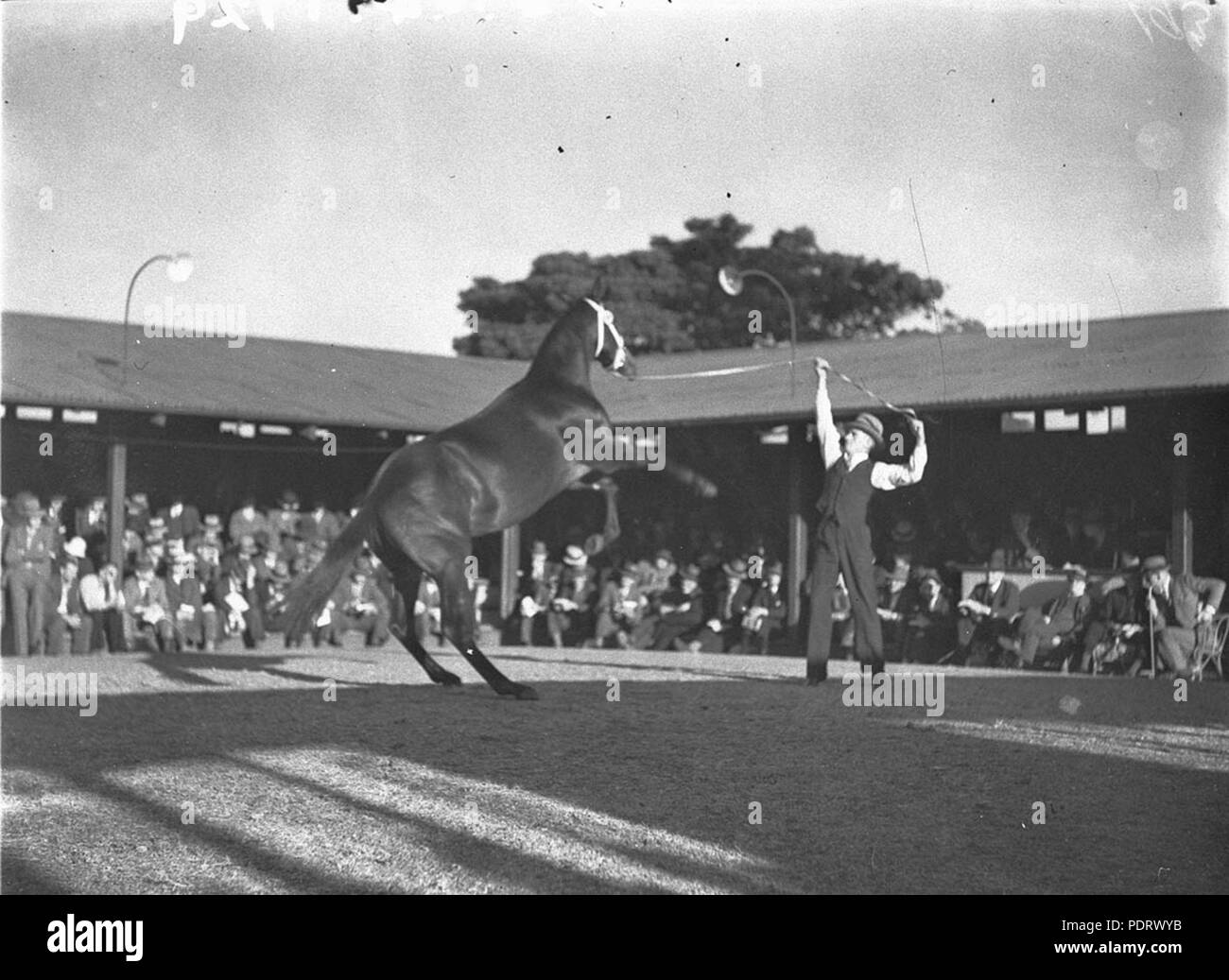 162 SLNSW 43732 Yearling horse sales at Inglis Newmarket Auction Stock ...