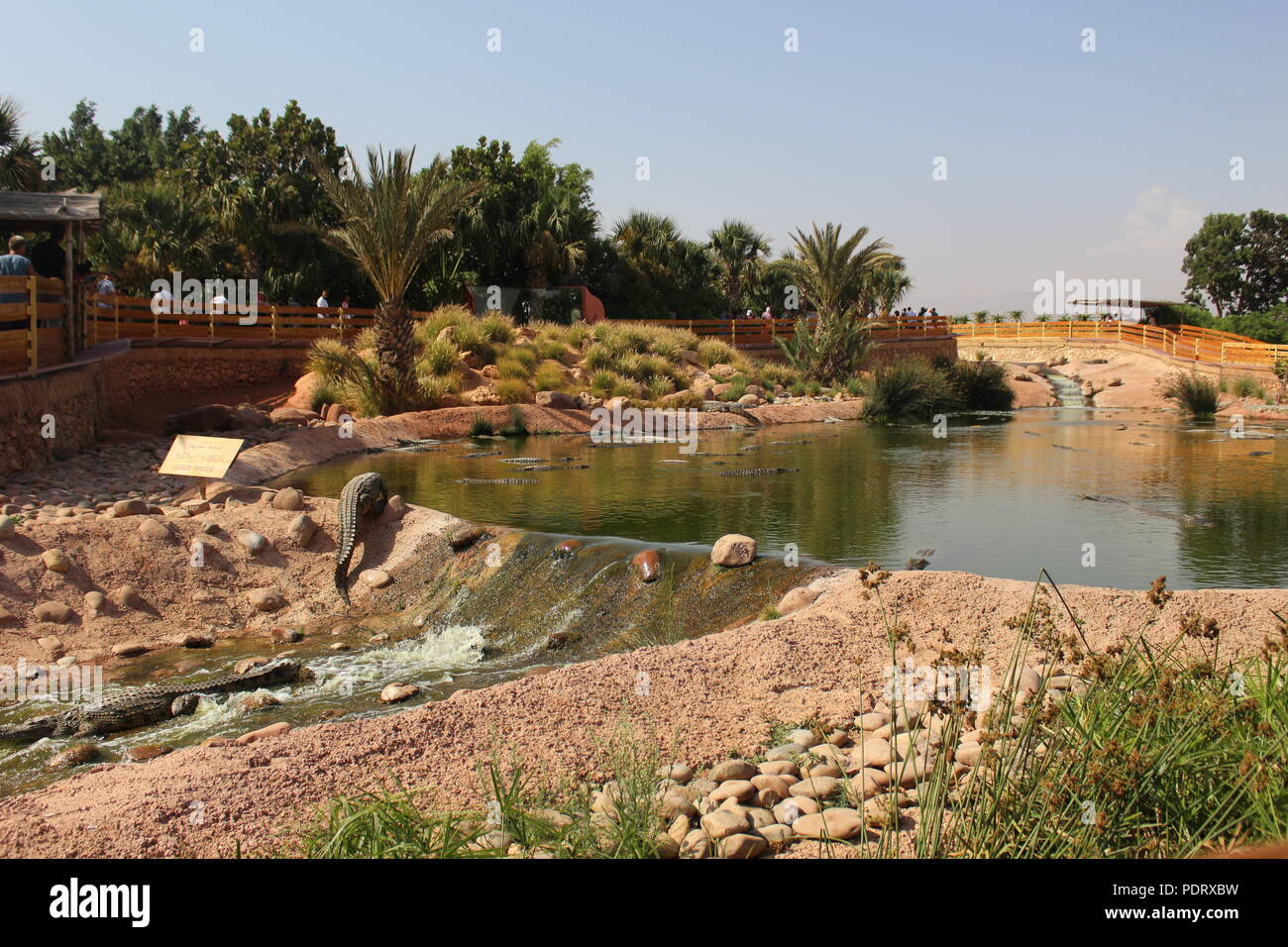 The high-resolution photo of wildlife, africa, toad, reptile, fauna ...