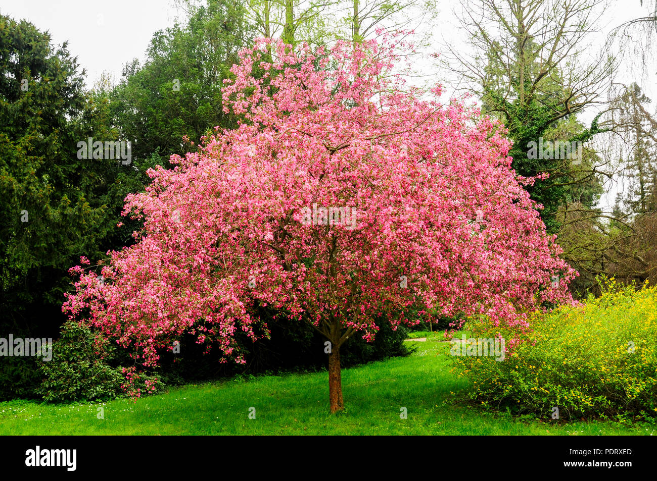 Blooming pink tree in a garden Stock Photo - Alamy
