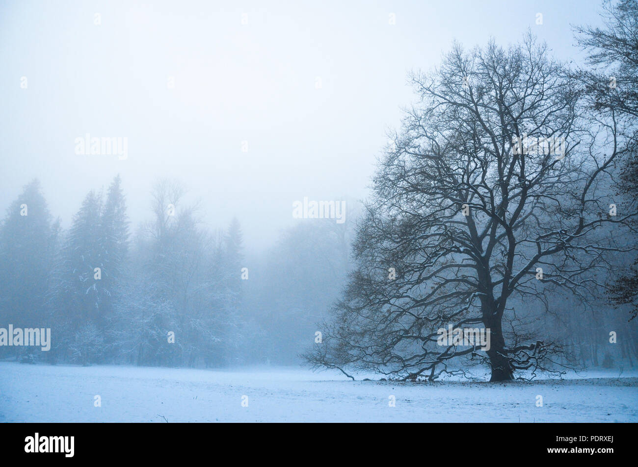 Winter tree in a fog and snow Stock Photo - Alamy
