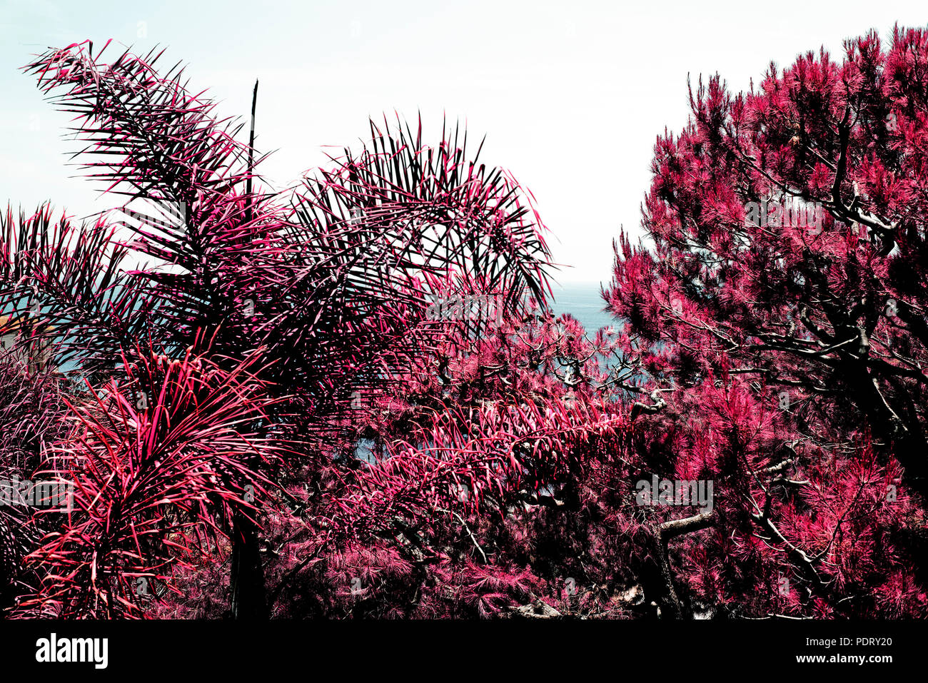 A beautiful tree with branches in a garden in color infrared Stock ...