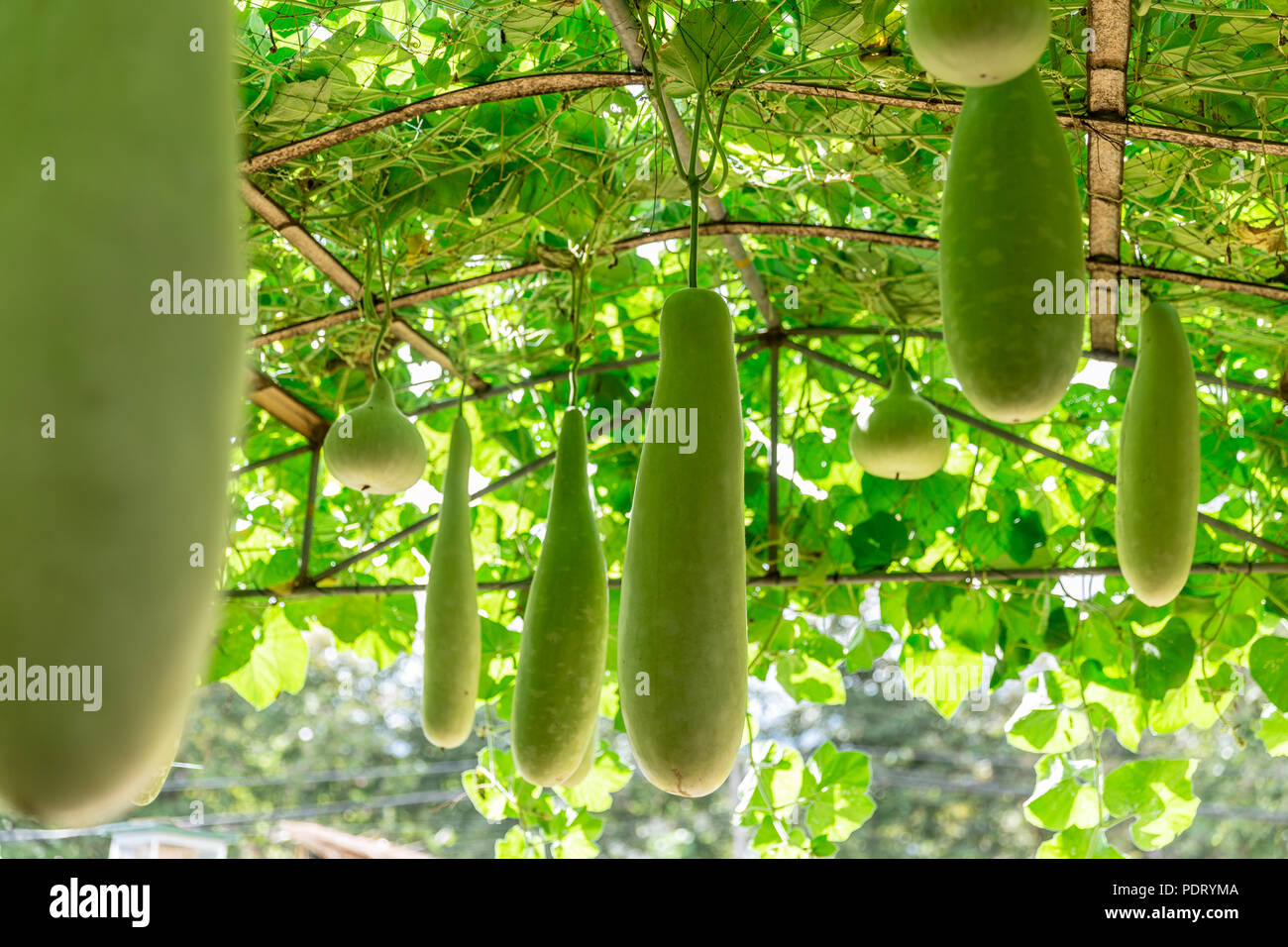 Long Calabash Gourd big hanging vegetable vine green in countryside ...