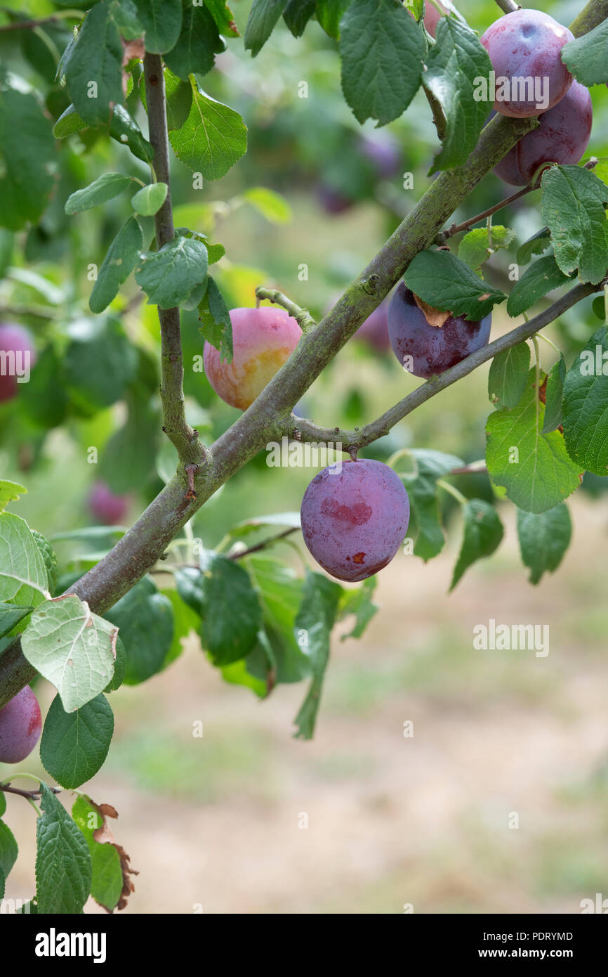 Prunus domestica. Plum ‘Avalon’ on the tree. UK Stock Photo - Alamy
