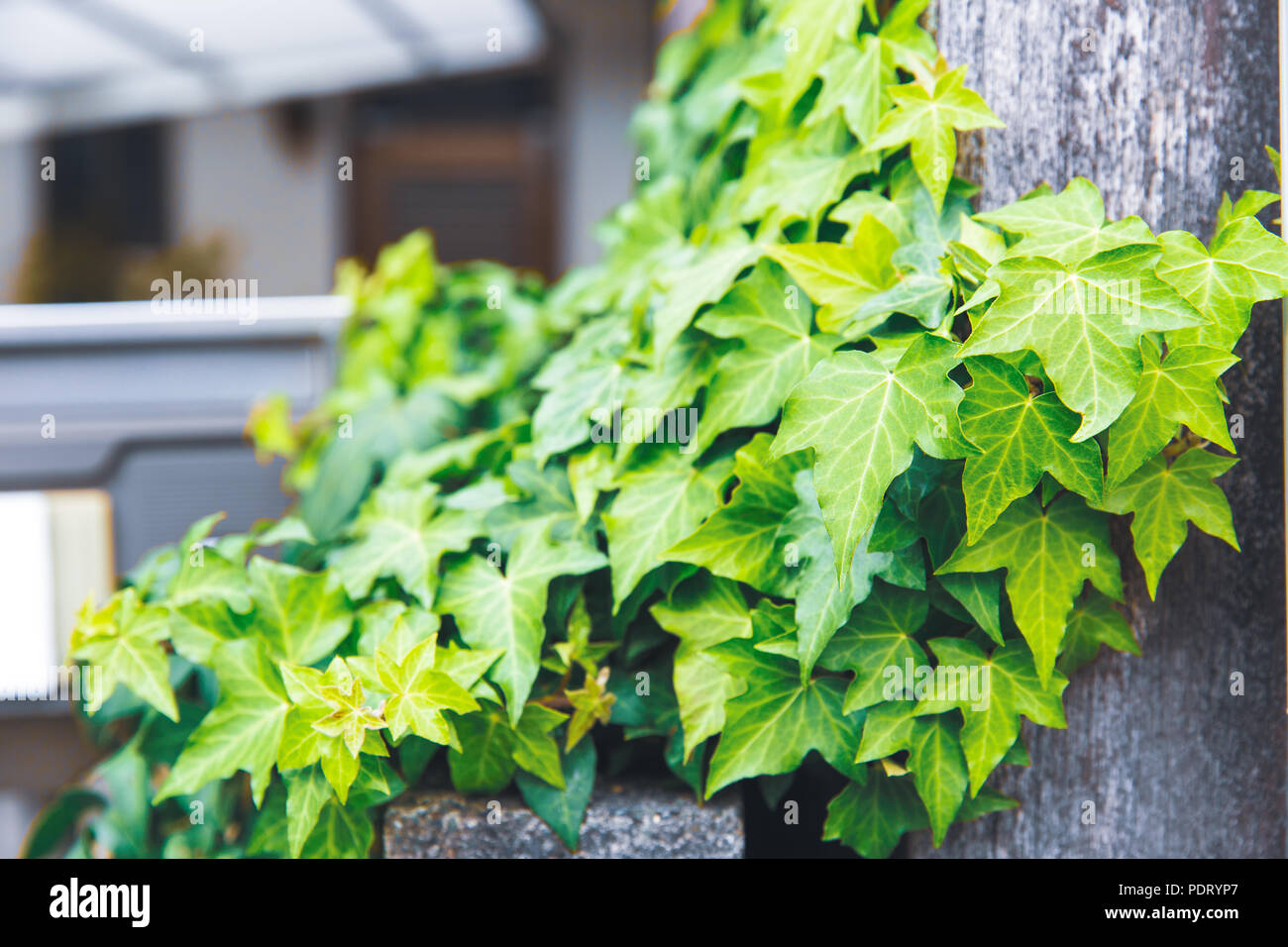 Beautiful green vine leaf creeping plant in Japan city Stock Photo - Alamy
