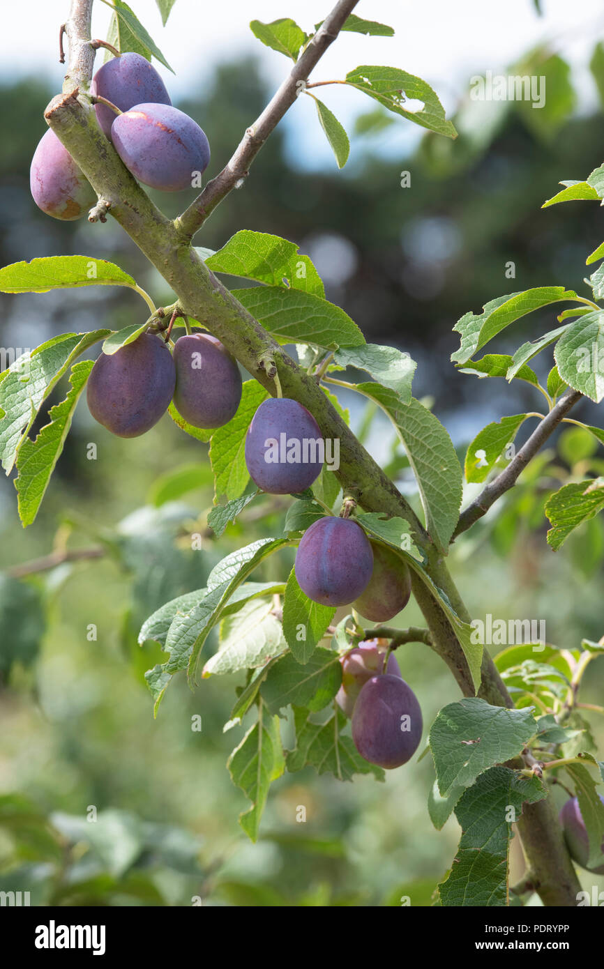 Prunus domestica laxtons cropper hi-res stock photography and images ...