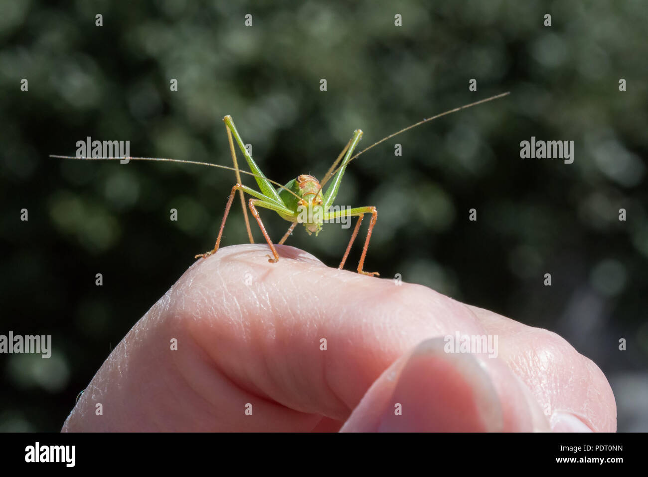 Speckled Bush Cricket Male on hand during summer Stock Photo - Alamy