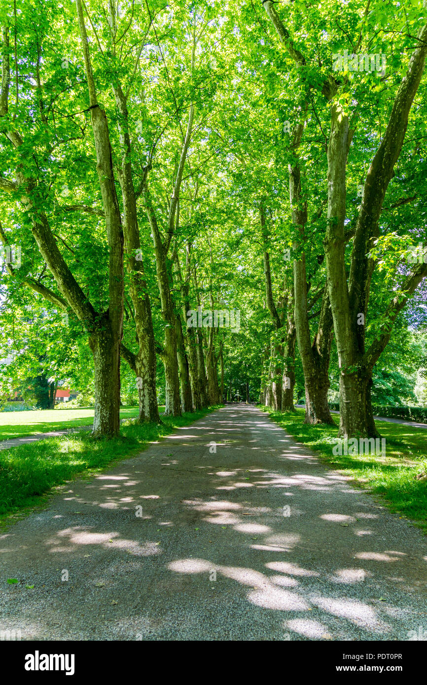 Germany, Famous alley of plane trees on neckar island of Tuebingen ...