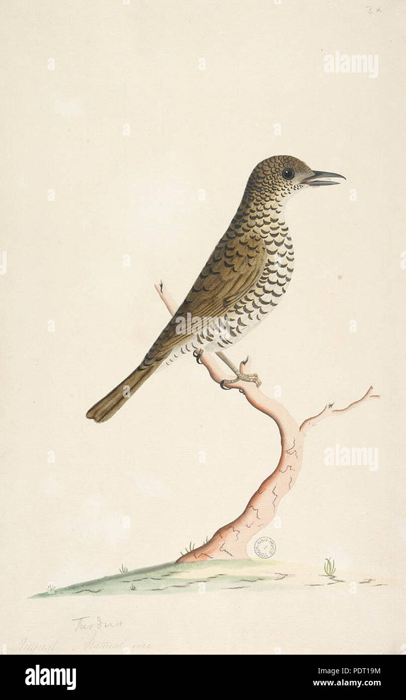 Ground thrush species hi-res stock photography and images - Alamy