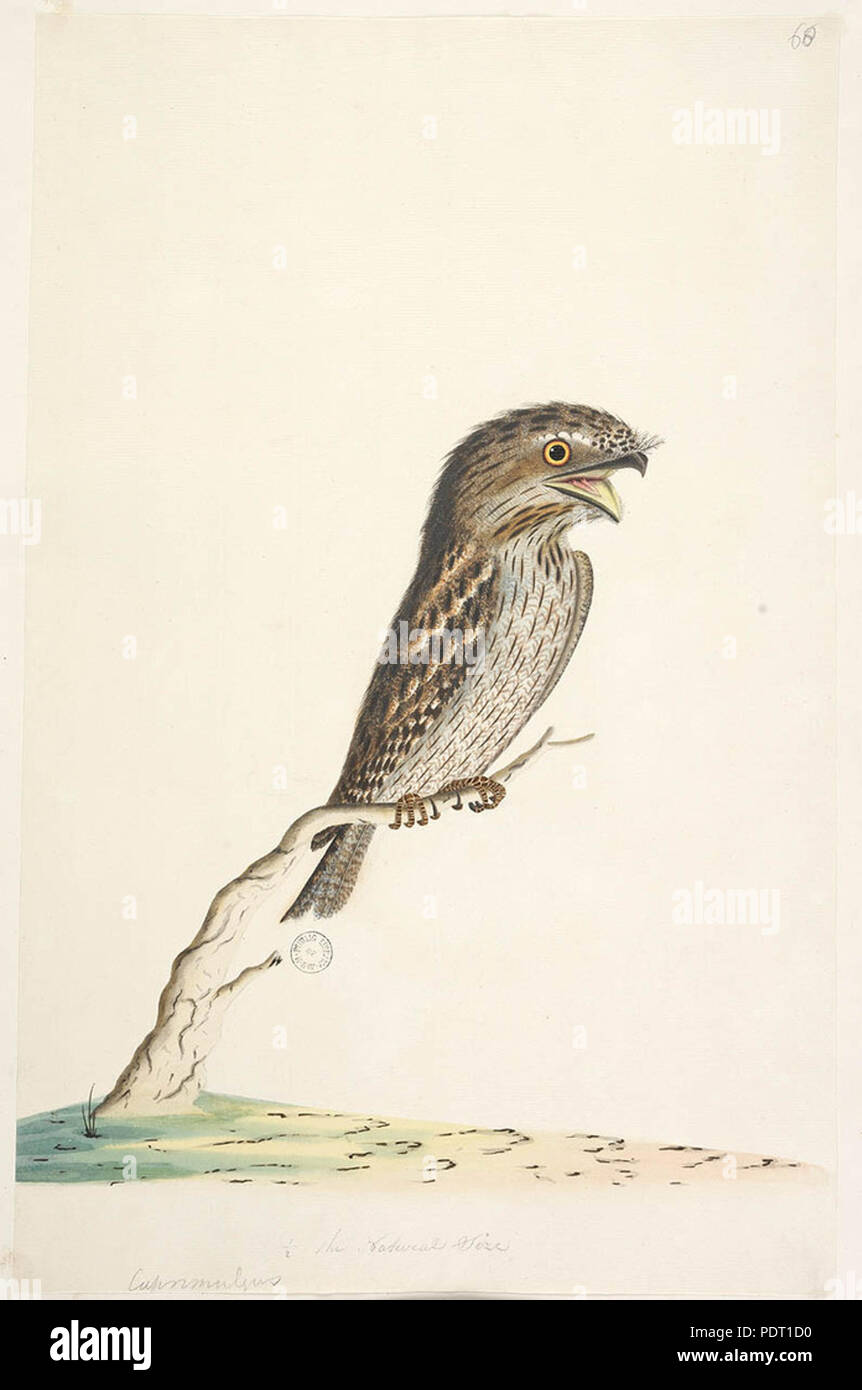 Tawny frogmouth birds podargus hi-res stock photography and images - Alamy