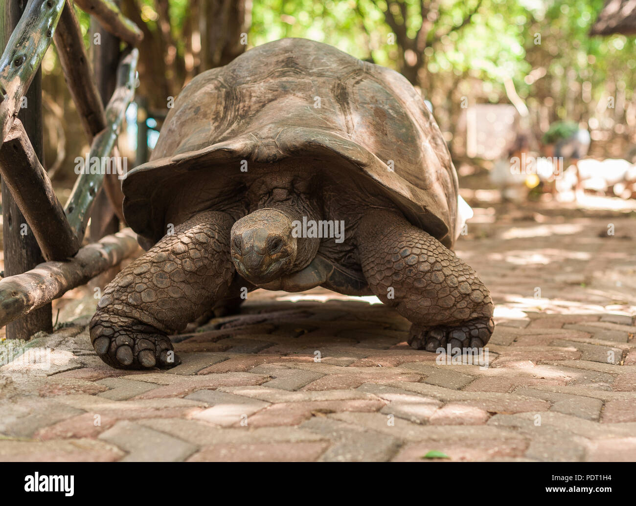 Riding giant turtle hi-res stock photography and images - Alamy