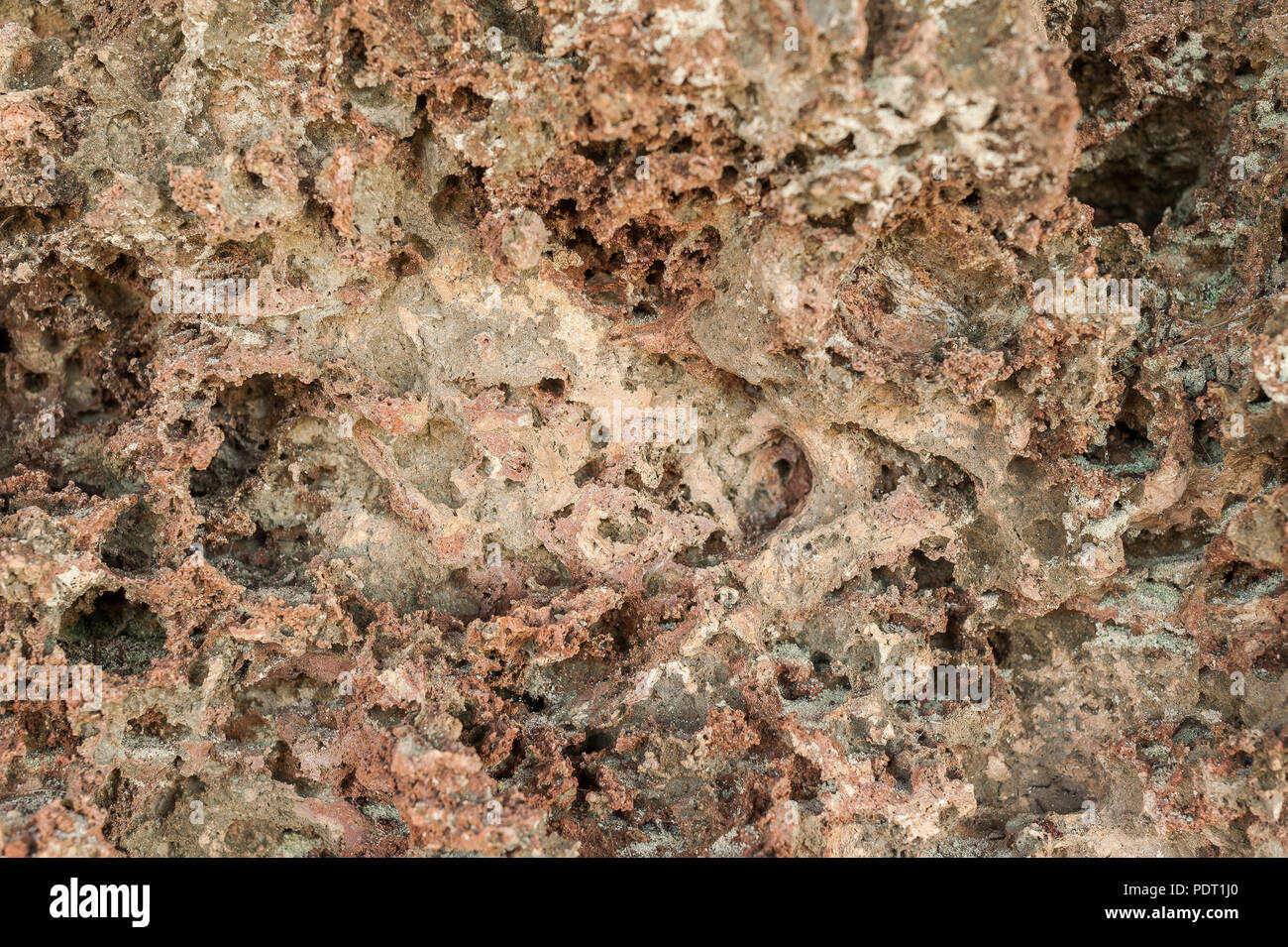 The texture of the extruded coral. Stone sea background, pumice Stock ...