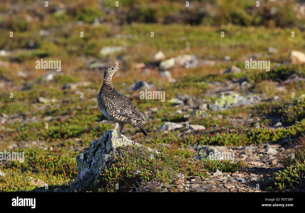 Rock ptarmigan, Lagopus muta, female on tundra Stock Photo - Alamy
