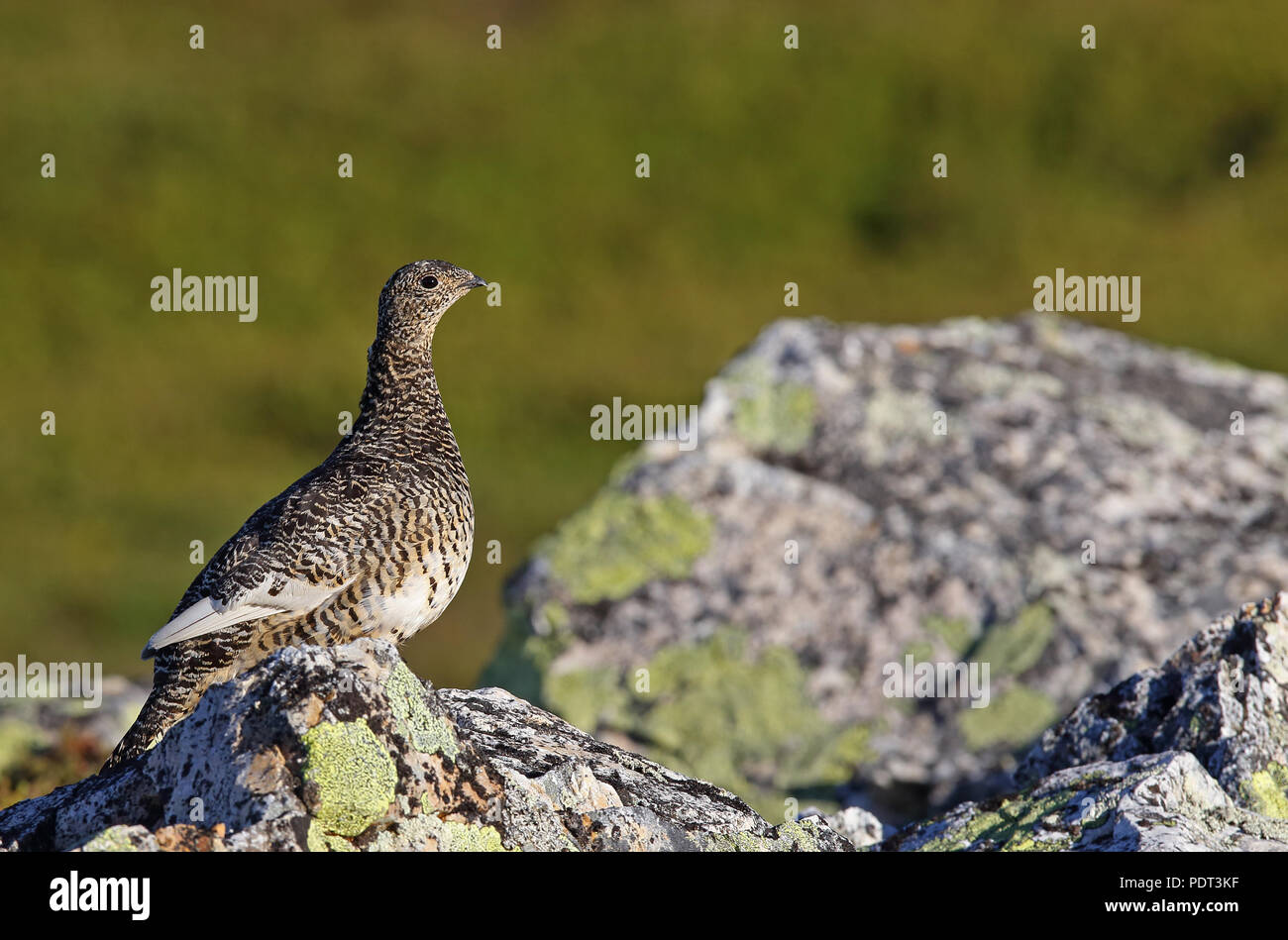 Rock ptarmigan, Lagopus muta, female on tundra Stock Photo - Alamy