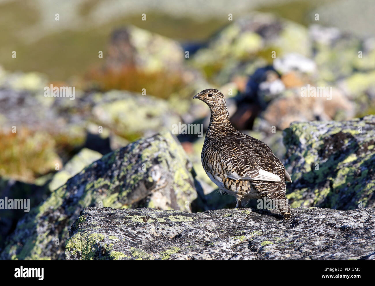 Rock ptarmigan, Lagopus muta, female on tundra Stock Photo - Alamy