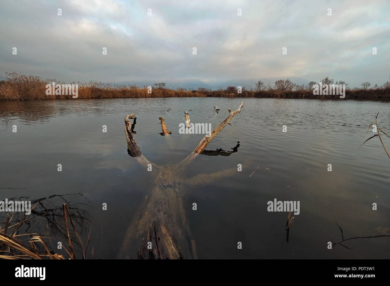 Torbiere del Sebino, Bergamo Stock Photo - Alamy