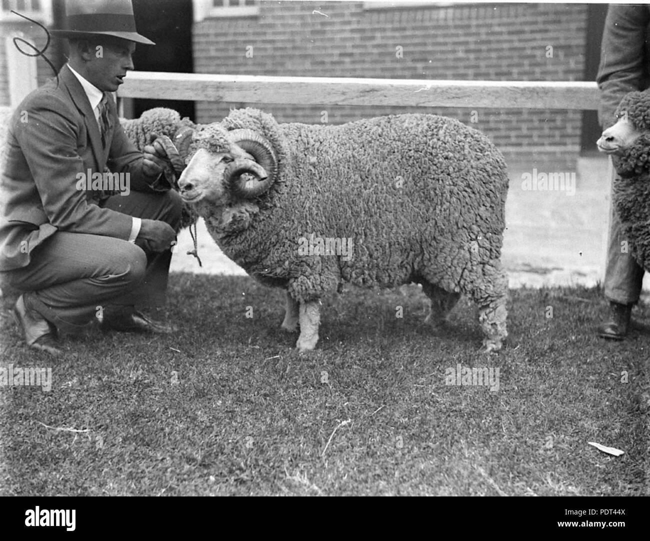 Champion sheep hi-res stock photography and images - Alamy