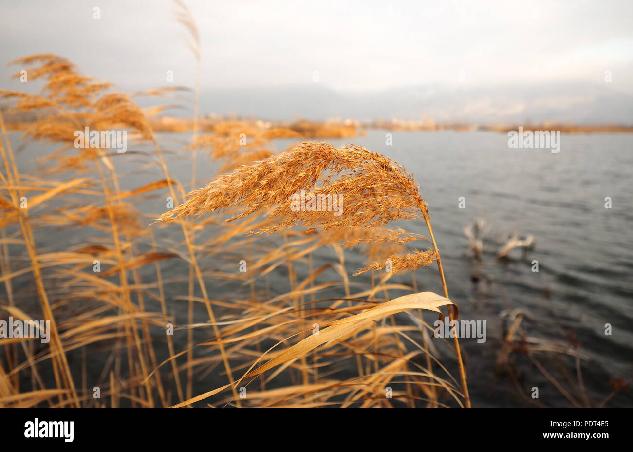 Torbiere Del Sebino High Resolution Stock Photography and Images - Alamy