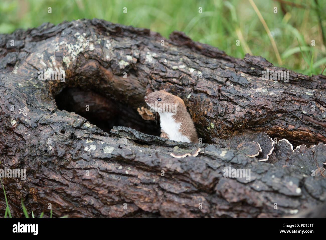 Weasel or Least weasel (mustela nivalis) looking out of hole in tree ...