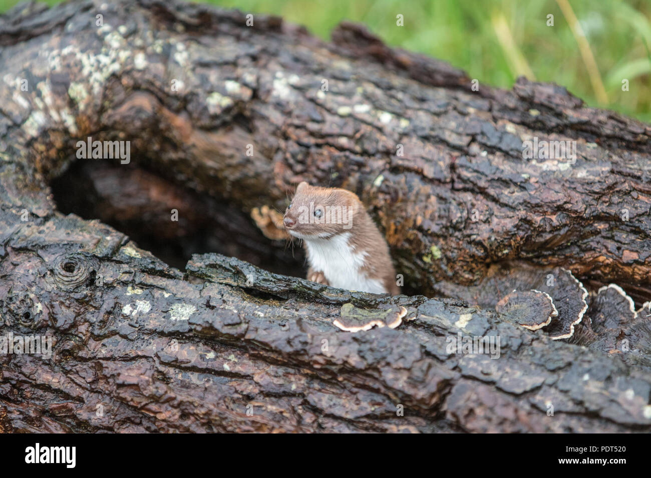 Weasel Hole High Resolution Stock Photography and Images - Alamy