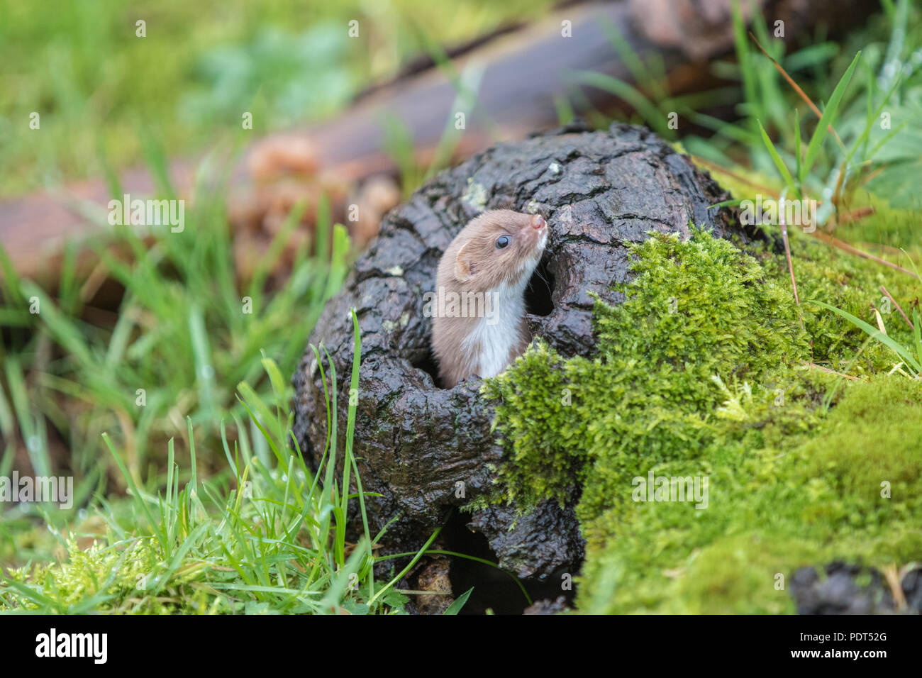 Weasel or Least weasel (mustela nivalis) looking out of hole in tree ...