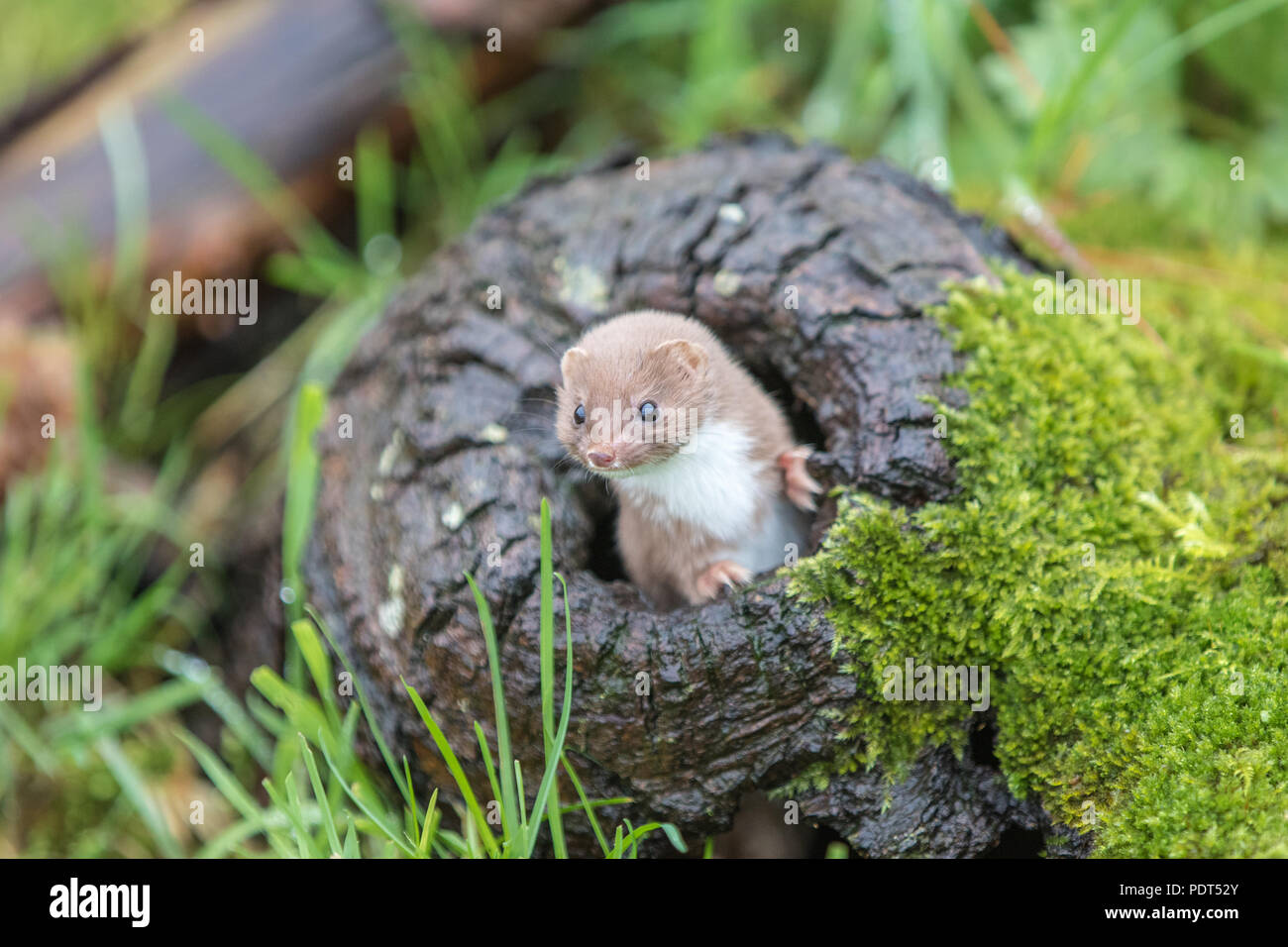 Weasel Hole High Resolution Stock Photography and Images - Alamy