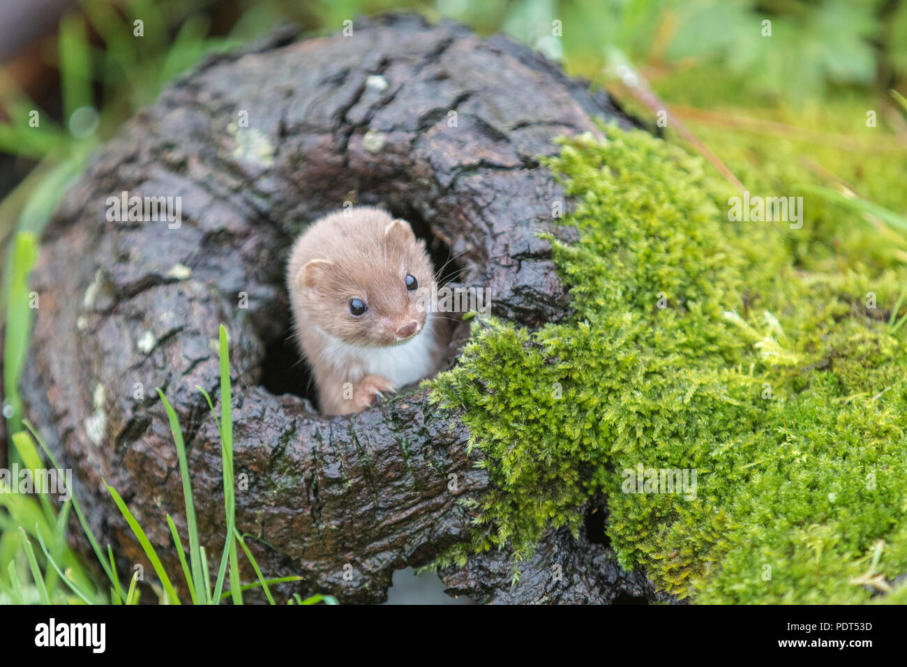 Weasel or Least weasel (mustela nivalis) looking out of hole in tree ...