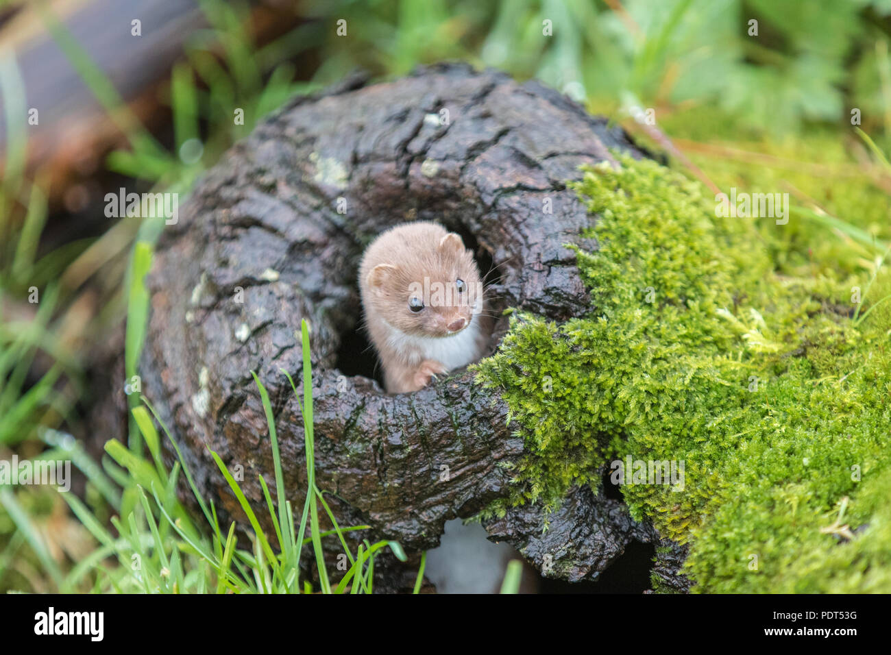 Weasel or Least weasel (mustela nivalis) looking out of hole in tree ...
