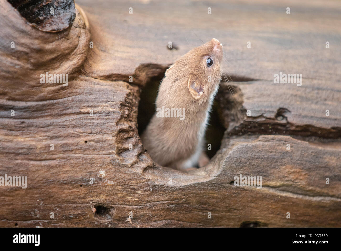 Weasel Hole High Resolution Stock Photography and Images - Alamy