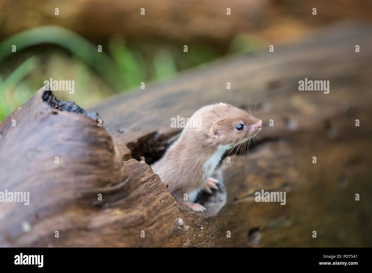 Weasel or Least weasel (mustela nivalis) looking out of hole in tree ...