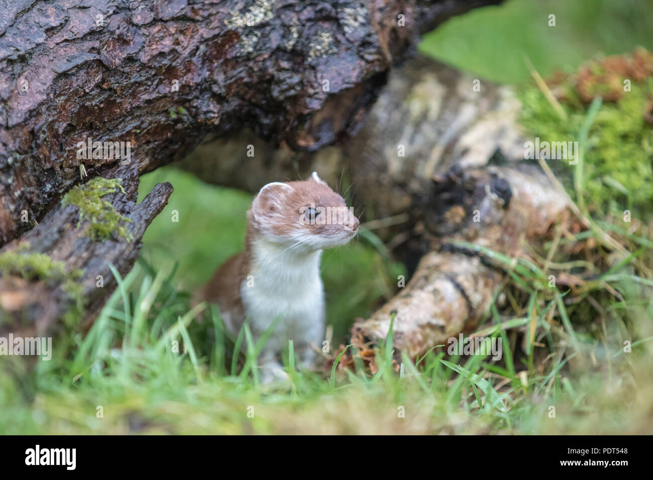 European stoat ermine mustela erminea hi-res stock photography and ...