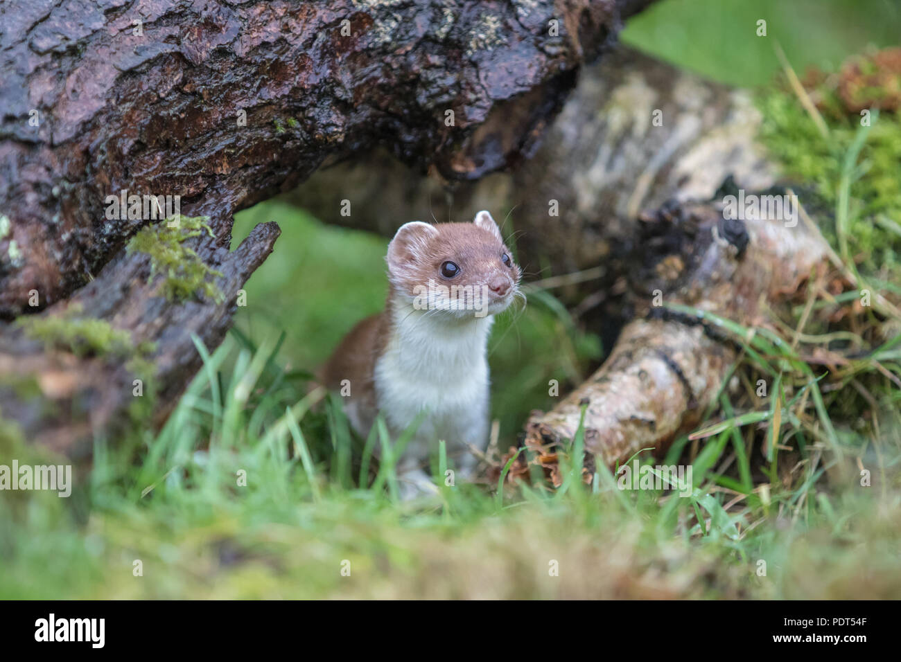 European stoat ermine mustela erminea hi-res stock photography and ...
