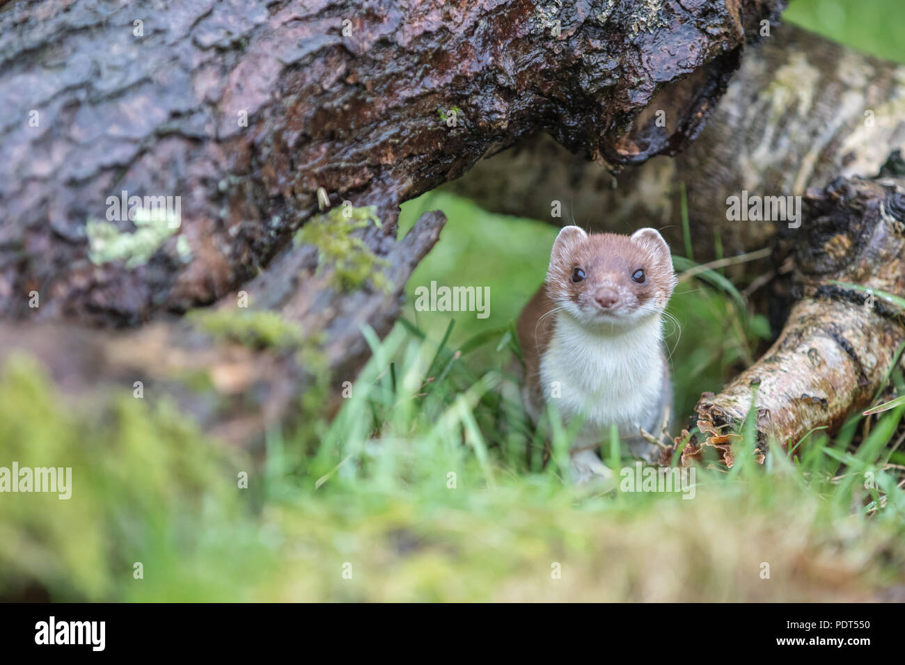 European stoat ermine mustela erminea hi-res stock photography and ...