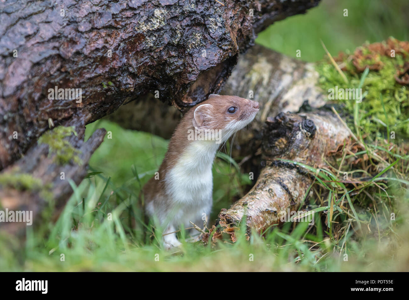 European stoat ermine mustela erminea hi-res stock photography and ...