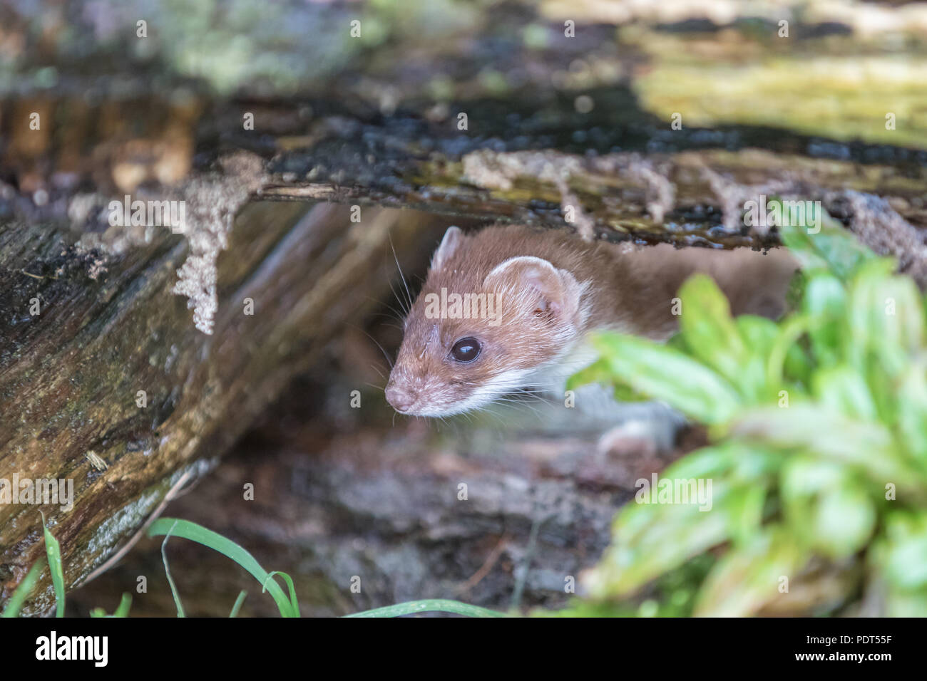 Stoat hunting close hi-res stock photography and images - Alamy