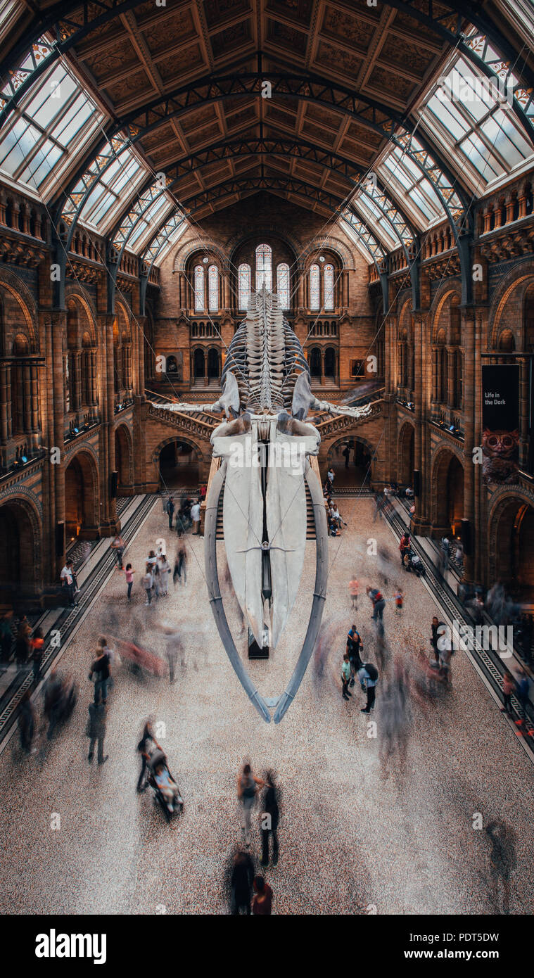 Natural history museum london whale hi-res stock photography and images ...