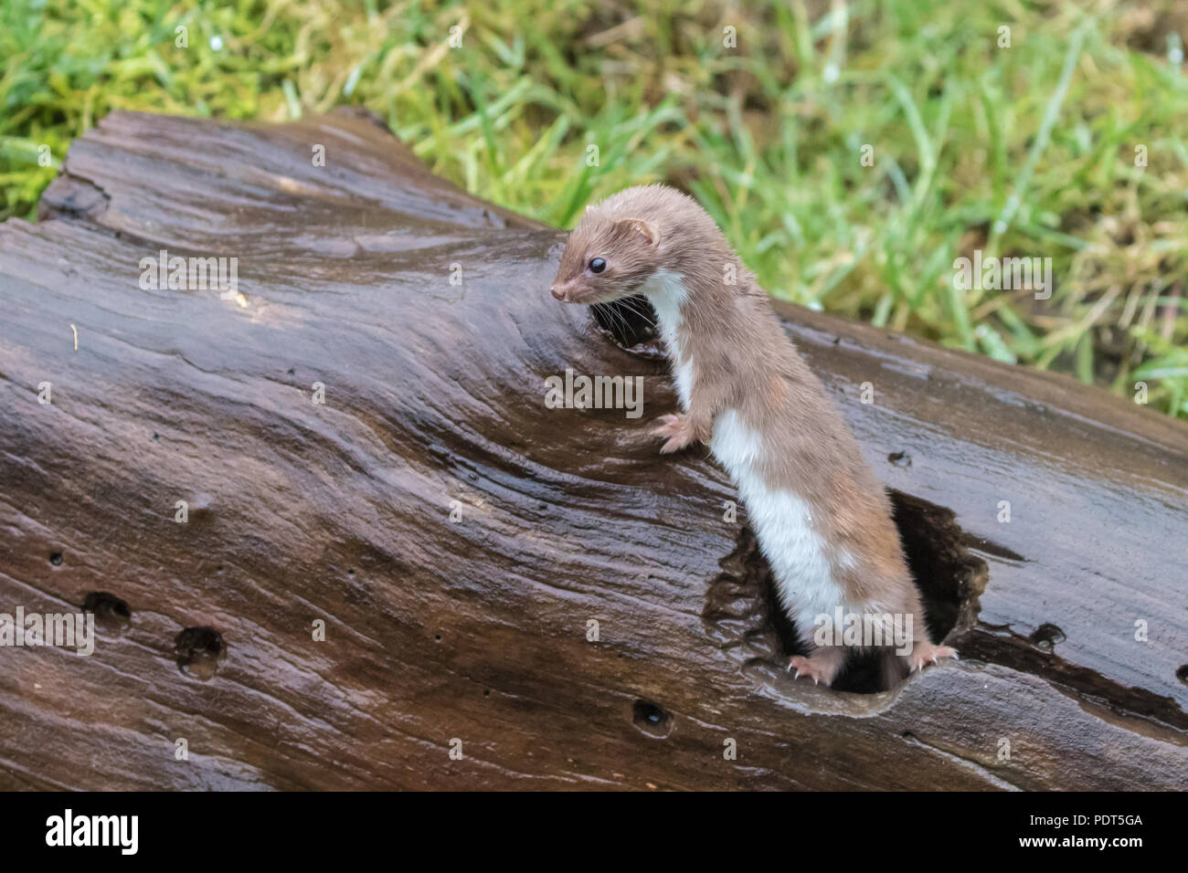 British weasel hi-res stock photography and images - Alamy