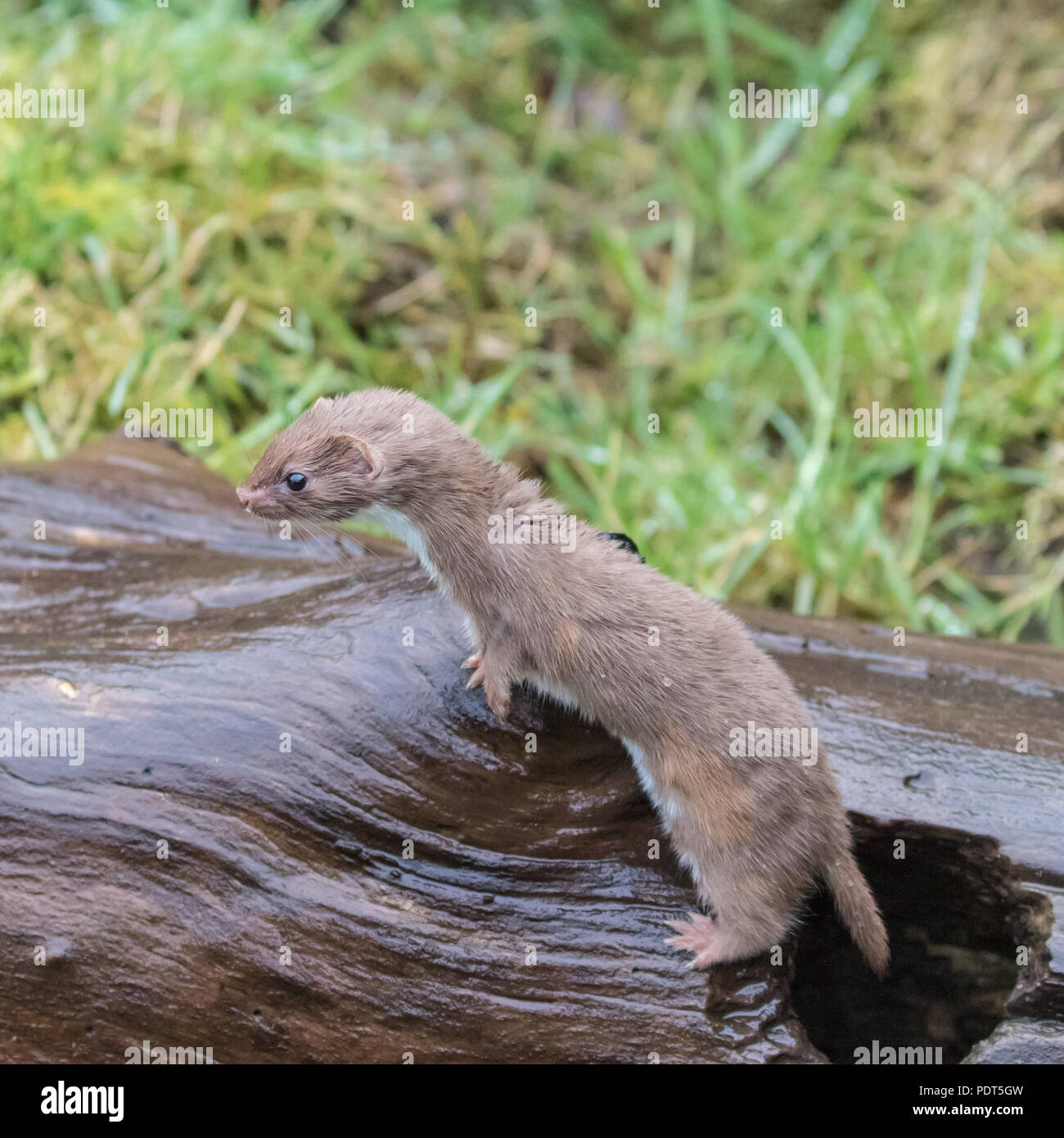 British weasel hi-res stock photography and images - Alamy