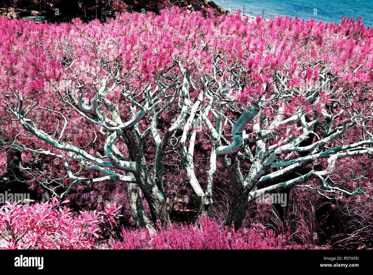 A beautiful tree with branches in a garden in color infrared Stock ...