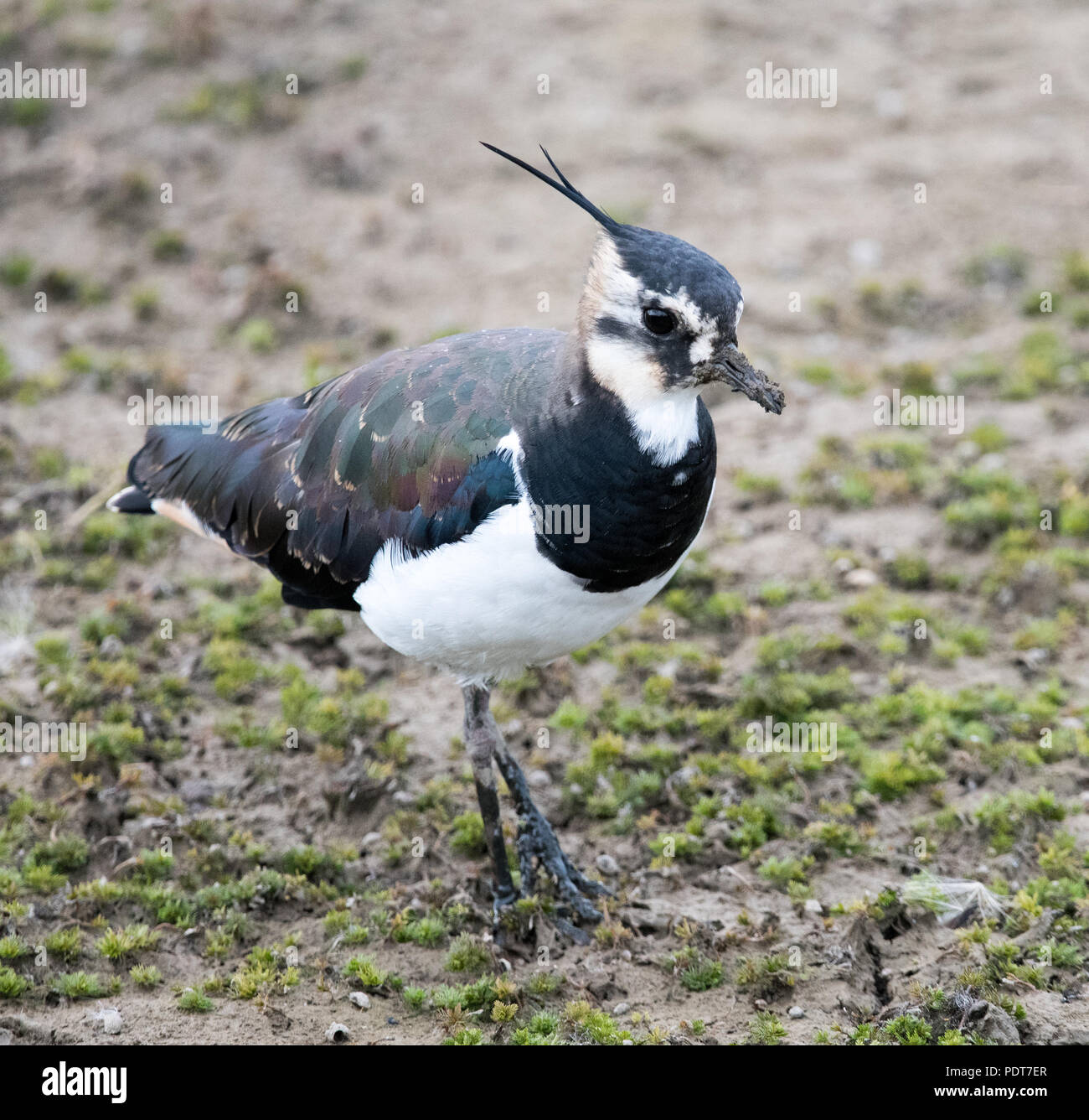 Lapwing feathers close up hi-res stock photography and images - Alamy