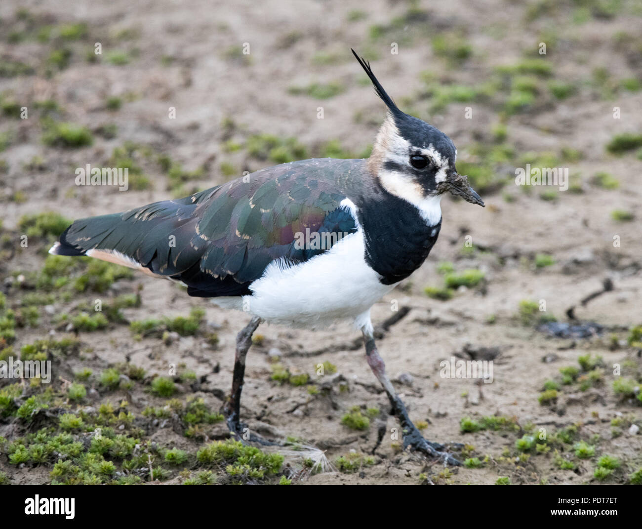 Lapwing feathers close up hi-res stock photography and images - Alamy