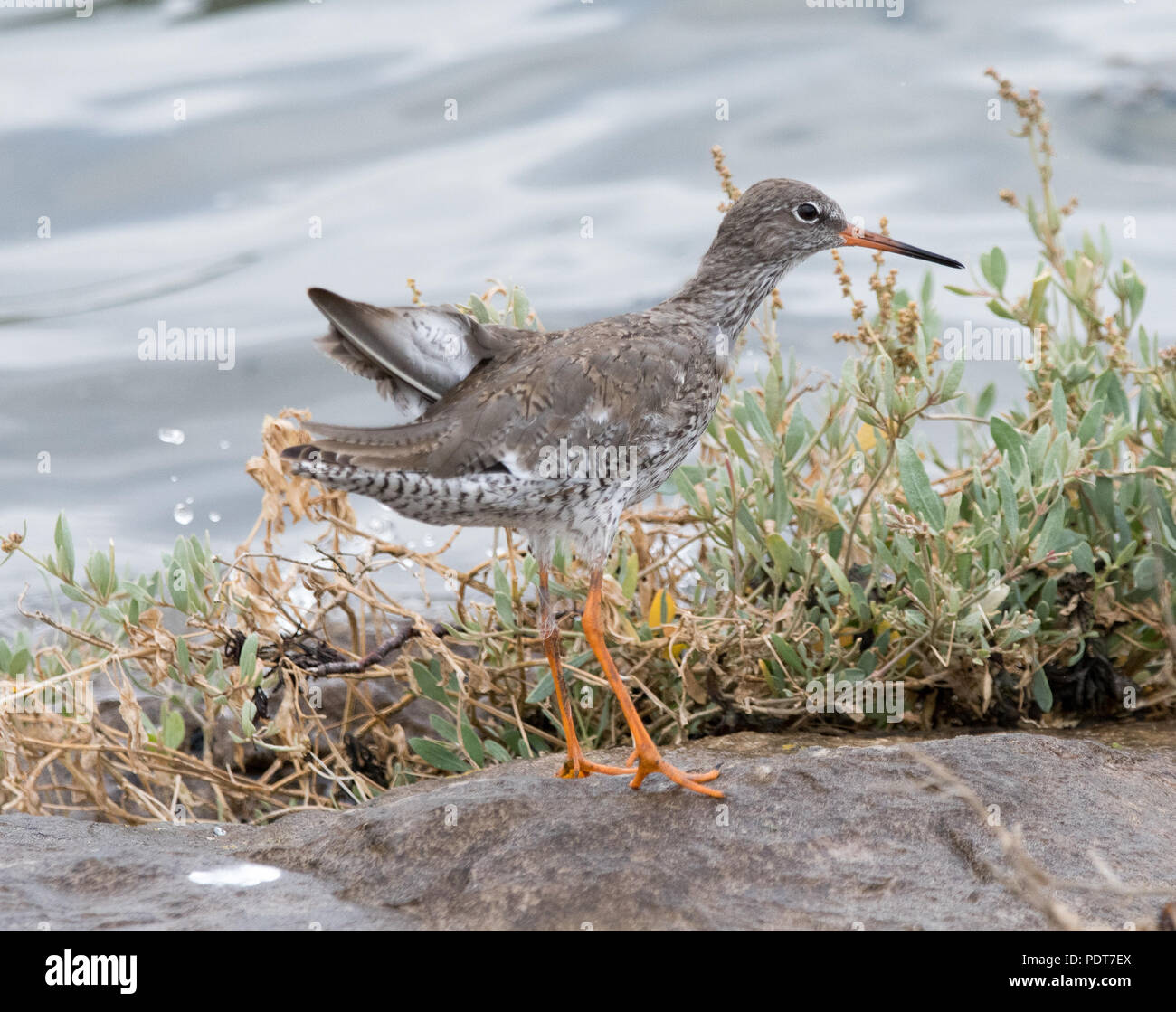 Redshank juvenile hi-res stock photography and images - Alamy
