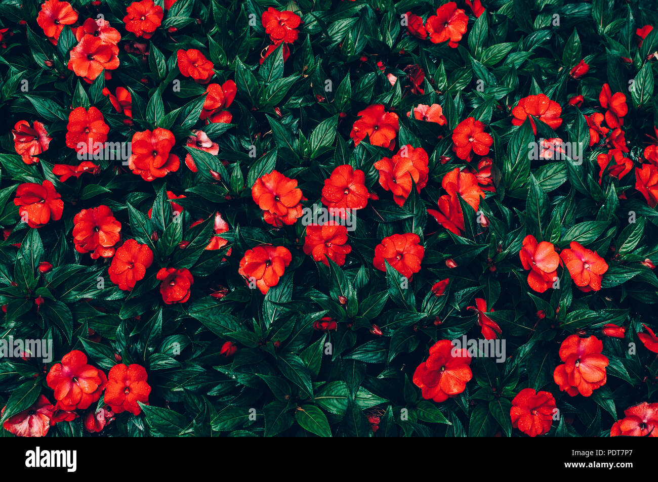 Top view rain droplets hi-res stock photography and images - Alamy